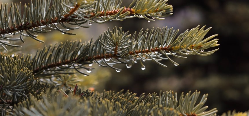 Cannabis Terpene Terpinolene: What is it and What Are its Effects?